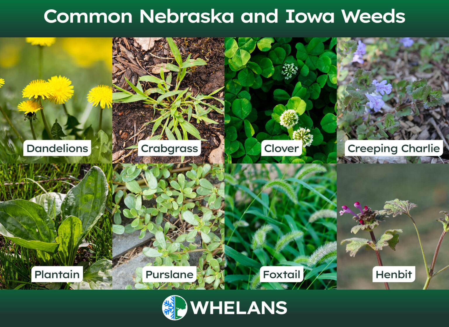 Common Omaha Lawn Weeds and How to Handle Them